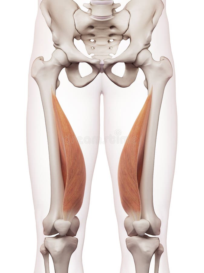 Knee Extensor Muscles