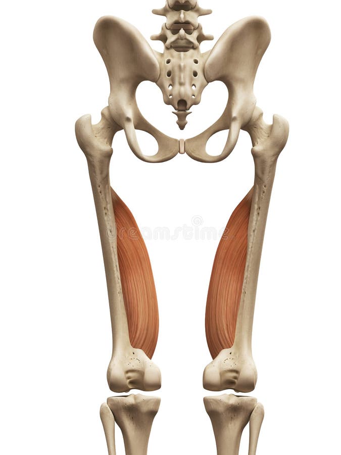 The vastus medialis stock illustration. Illustration of detail - 45576161