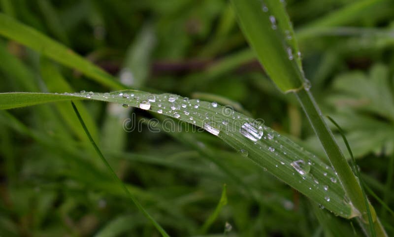 Vatten Dagg, Fuktighet, Droppe Arkivfoto - Bild av droppe, leaf: 132188094