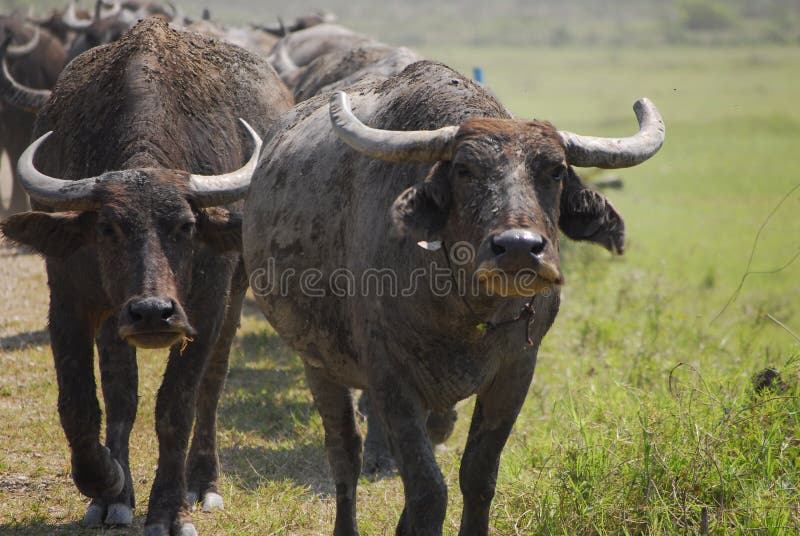 Vattenbuffel arkivfoto. Bild av mycket, natur, dess - 117332158