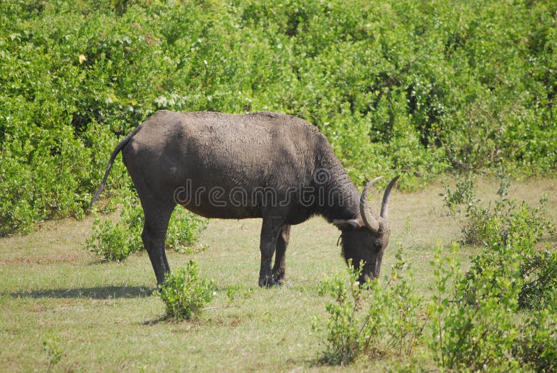 Vattenbuffel arkivfoto. Bild av mycket, natur, dess - 117332158