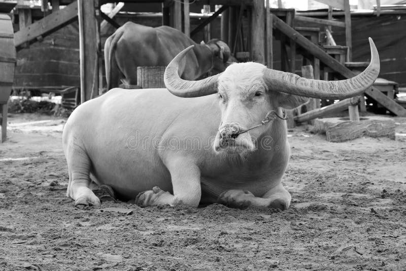 Vattenbuffel arkivfoto. Bild av angus, kultur, asiatisk - 33123112