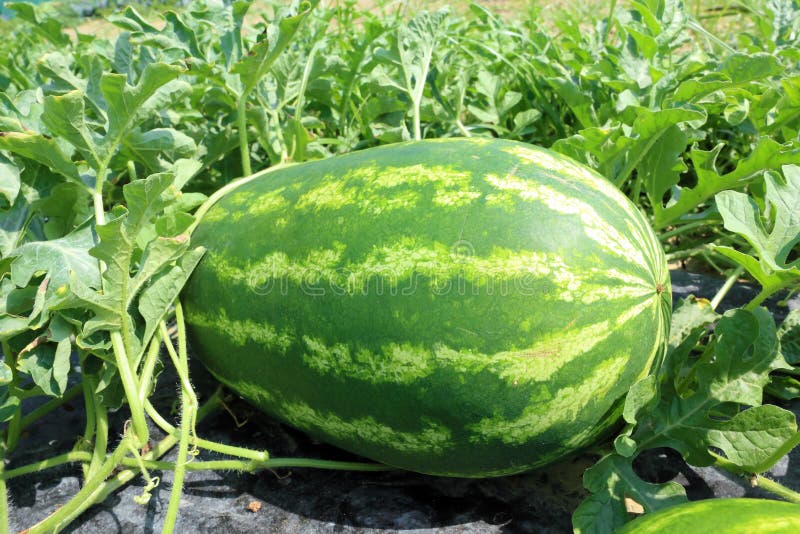 Mogen Stor Och Gul Melon Klipp In I Stycken Aptitretande Bakgrund Sund ...