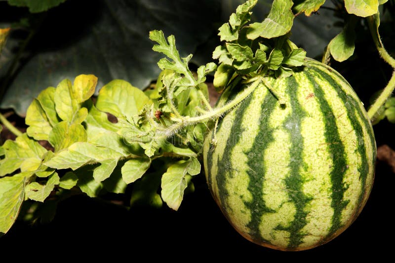 Vattenmelon arkivfoto. Bild av nytt, äta, grön, vatten - 15632334