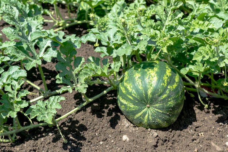 Vattenmelon arkivfoto. Bild av moget, sött, rota, organiskt - 32084568