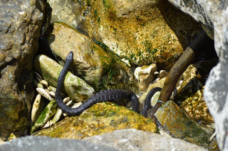 Vattenormar I Black Sea (tessellataen För Tärning Orm, Natrix ...