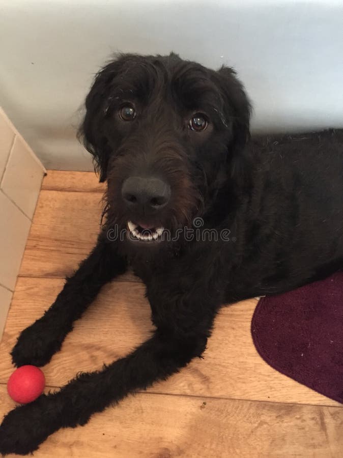 Labradoodle stock image. Image of smile, black, labradoodle - 116465721