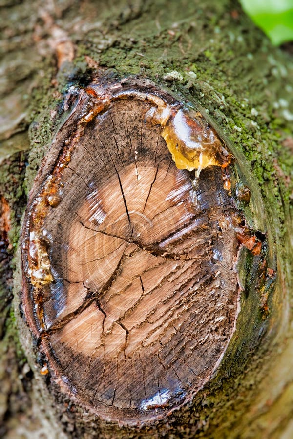 Seiva da árvore imagem de stock. Imagem de madeira, ambarino - 1055939