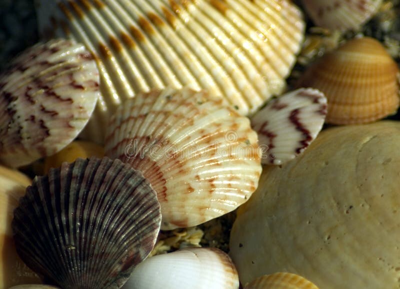Vea Los Shelles En La Playa Imagen de archivo - Imagen de costa ...