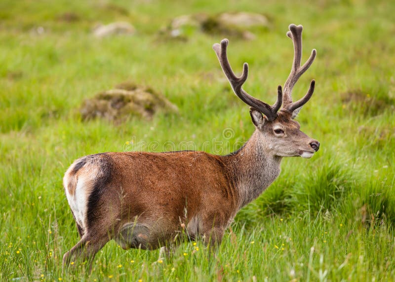 Veado Masculino Dos Veados Vermelhos Nas Montanhas Escocesas Foto de ...