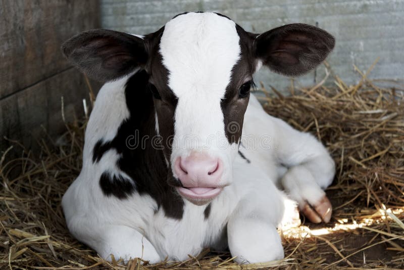 Veal stock photo. Image of breeding, dairy, baby, farmer - 57823814