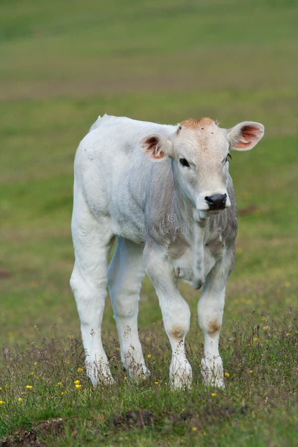 Veal stock photo. Image of pasture, laws, horns, brown - 34849376