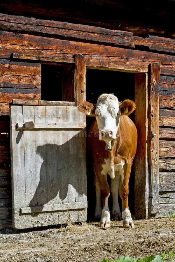 Veal with Malga stock image. Image of wood, young, veal - 27857765