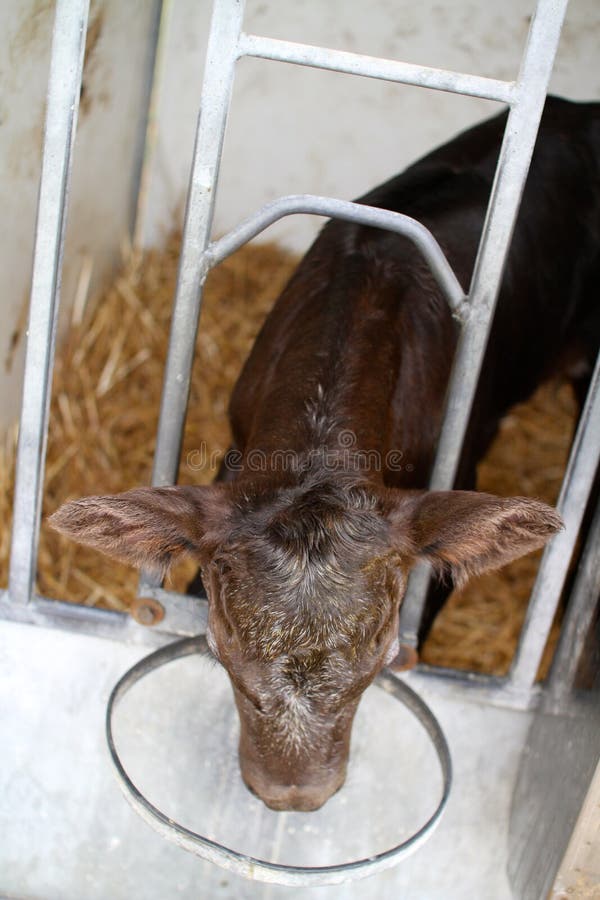 Veal stock photo. Image of barn, meadow, bovine, farming - 35412838