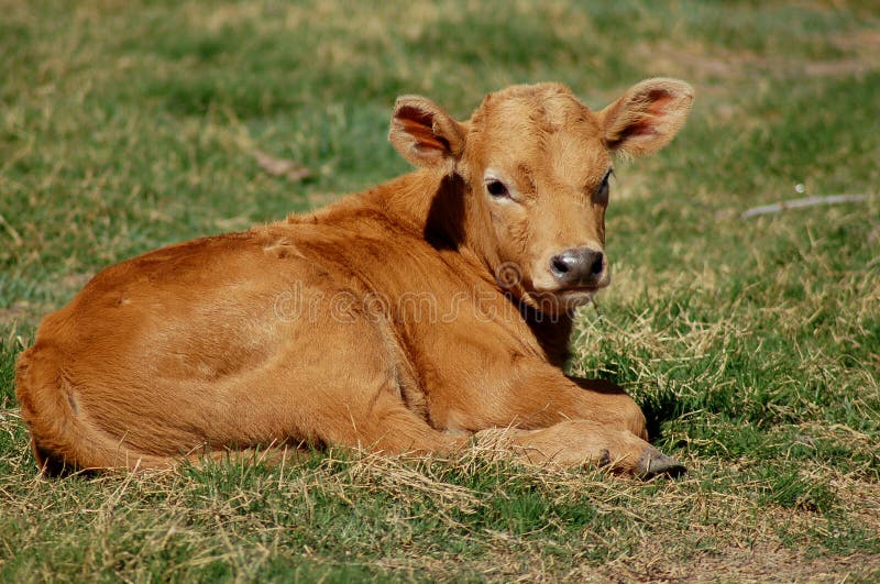 Beau veau image stock. Image du vache, veau, beauté, bovin - 44484323