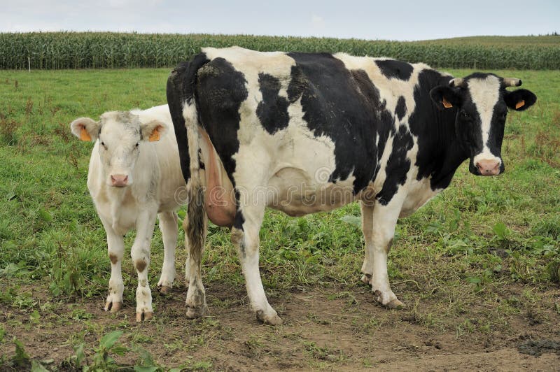 Veau Et Vache Sur L'herbe, Ardennes Image stock - Image du bête ...