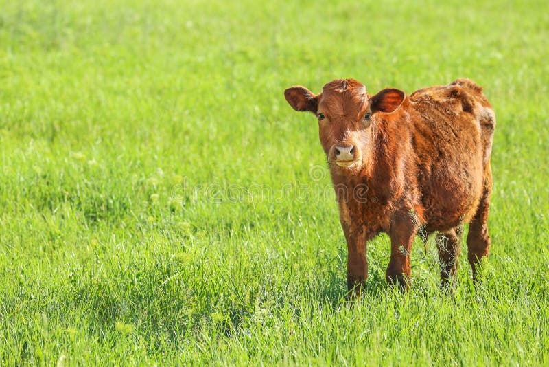 Veau mignon photo stock. Image du beau, oreille, champs - 4498114