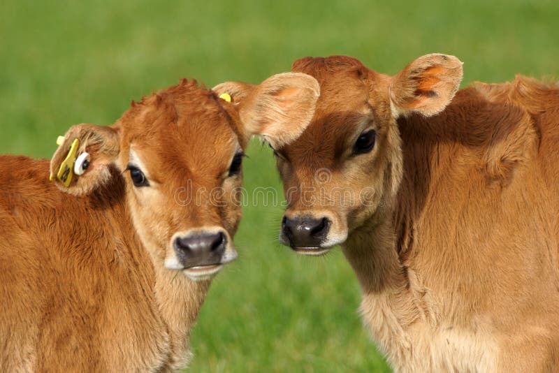 Veaux mignons photo stock. Image du biologique, veau - 27227942