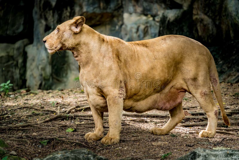 Leone Femminile, Leonessa Sulla Terra Fotografia Stock - Immagine di ...
