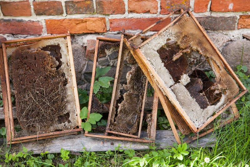 Pagine Con La Struttura Della Cera Delle Api in Pieno Del Miele Fresco ...