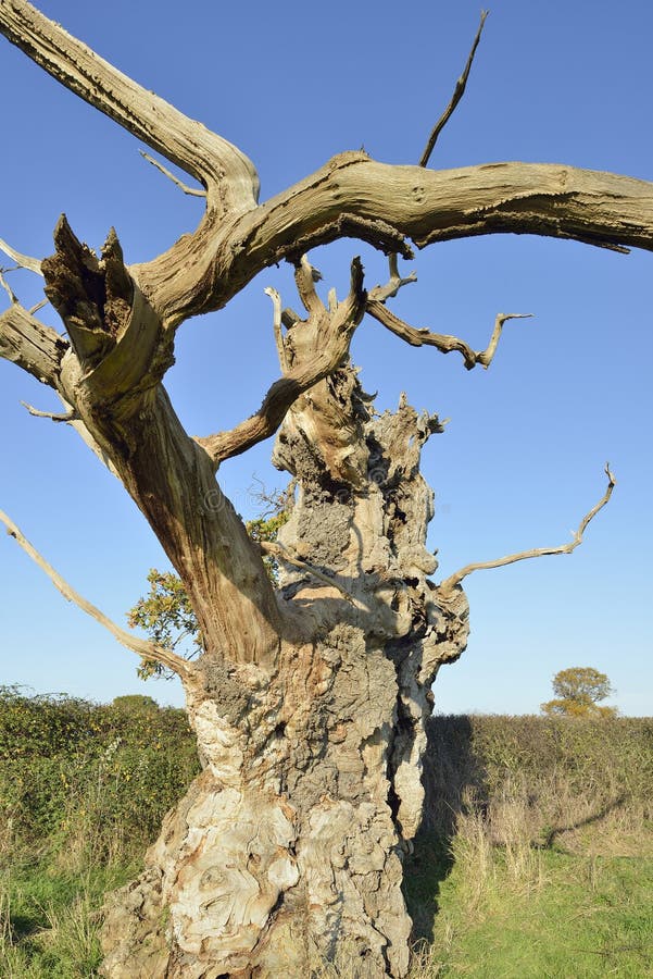 Vecchio albero di farnia fotografia stock. Immagine di tronco - 65465492