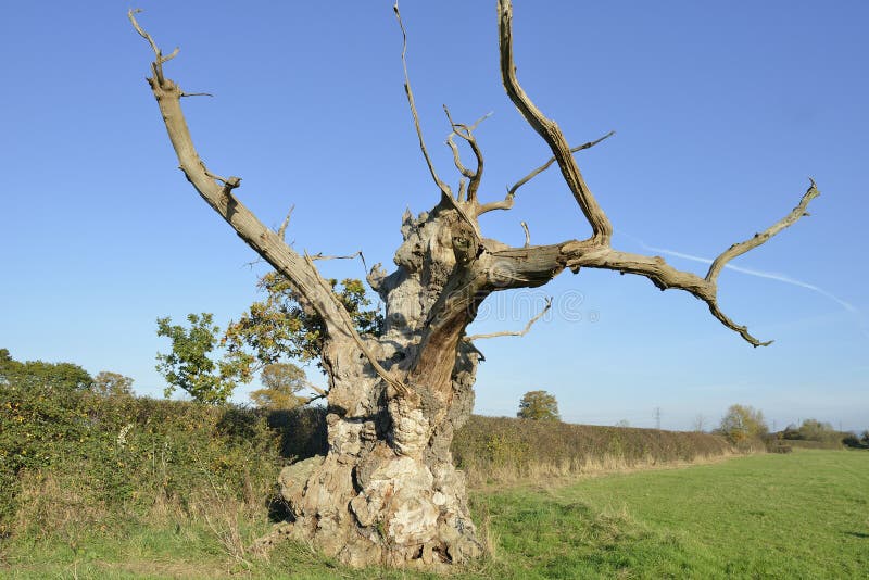 Vecchio albero di farnia fotografia stock. Immagine di tronco - 65465492