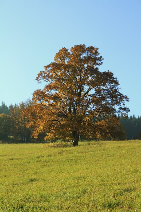 Vecchio Albero Di Quercia Sull'orizzonte Fotografia Stock - Immagine di ...