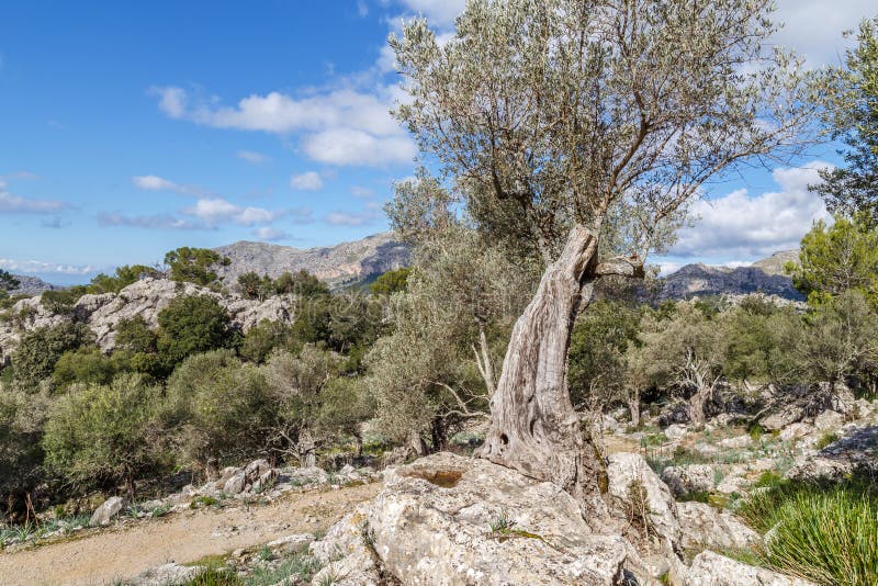 Vecchio Di Olivo Mediterraneo in Mallorca Fotografia Stock - Immagine ...
