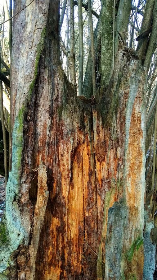 Vecchio legno marcio fotografia stock. Immagine di foto - 108987134