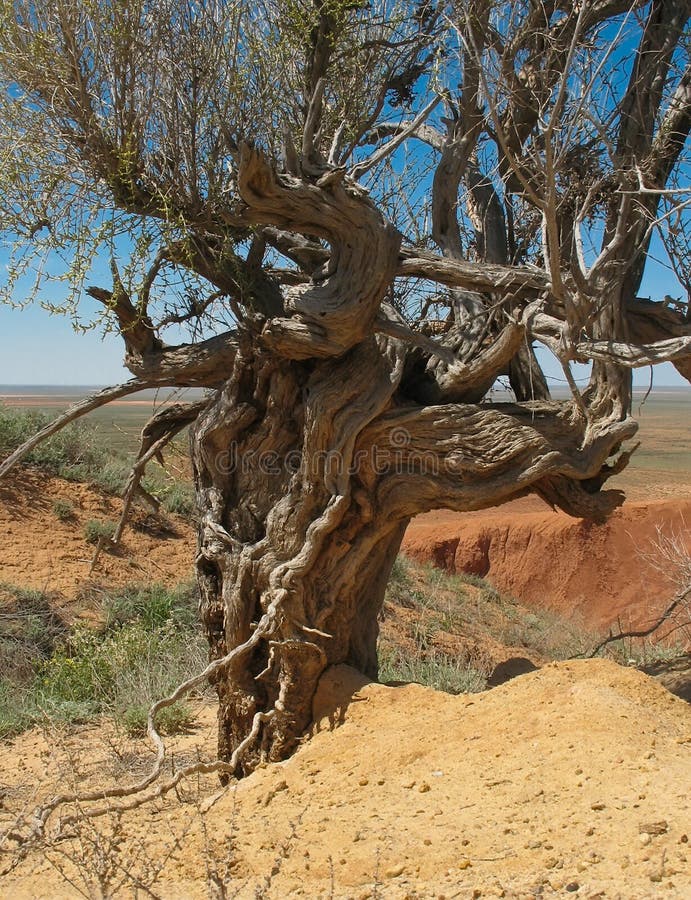 Vecchio Saxaul (persicul Di Haloxylon) Fotografia Stock - Immagine di ...