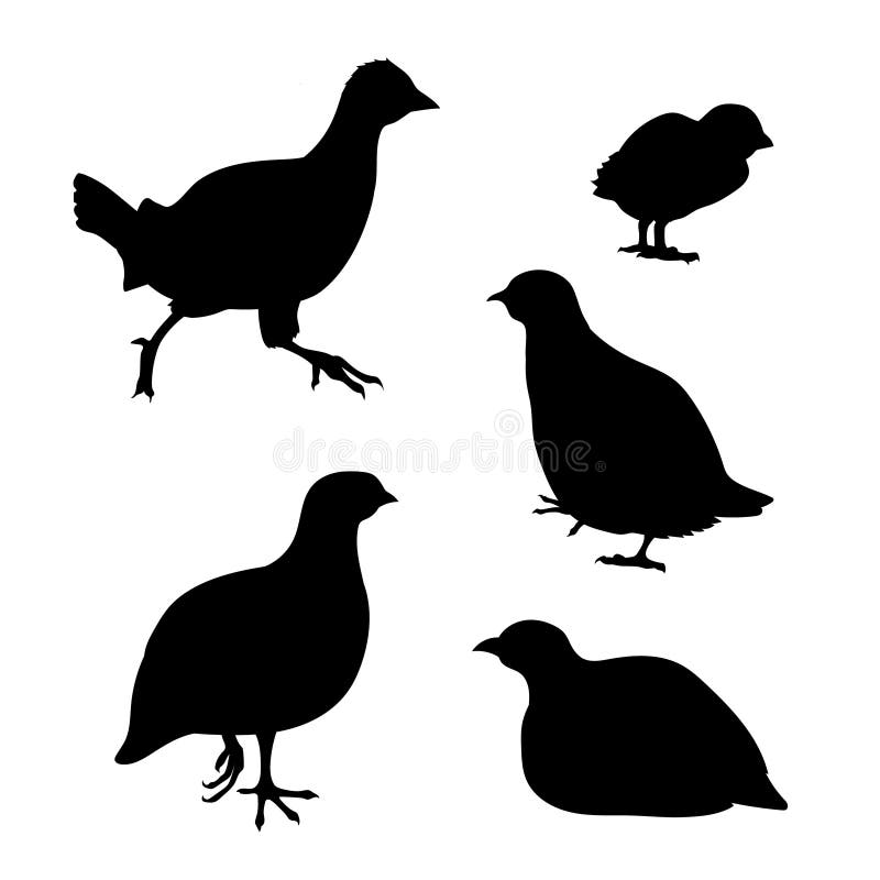 Animal De Silhouette De Noir D'oiseau De Perdrix Illustration de ...