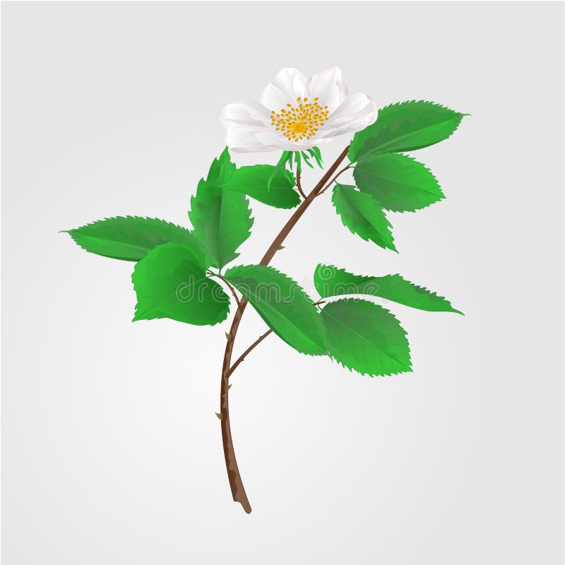 Vecteur D'églantier De Fleur Illustration de Vecteur - Illustration du ...