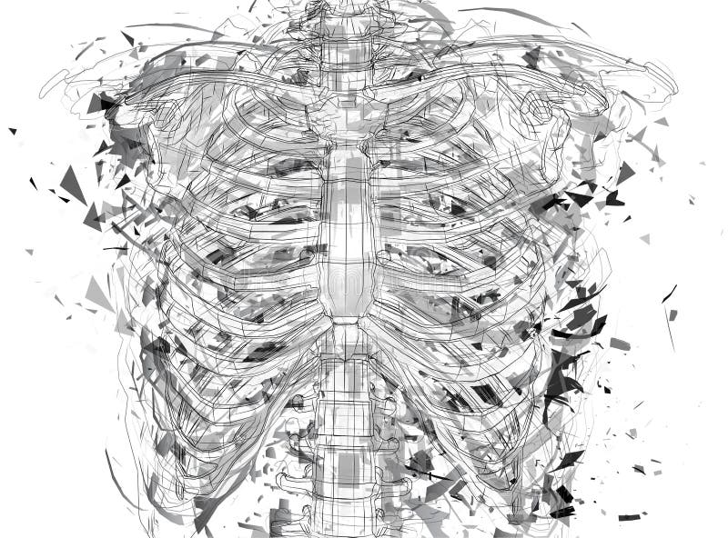 Human Skeleton Exploded Stock Illustrations – 10 Human Skeleton ...