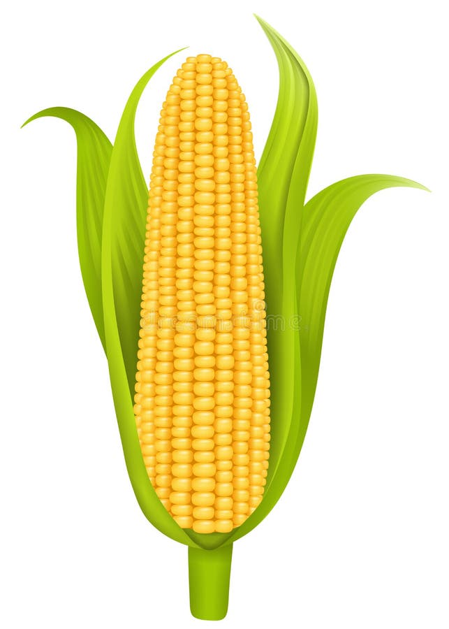 Mazorca de maíz del vector ilustración del vector. Ilustración de ...