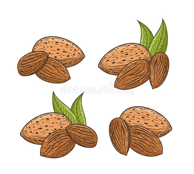 Vector Set of Almond Cartoon Stock Vector - Illustration of cute ...