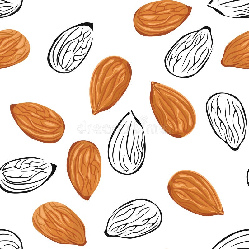 Vector Almond Shape Nuts Vector & Graphics To Download