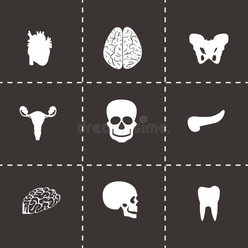 Anatomy Icons Set, Cartoon Style Stock Vector - Illustration of ...
