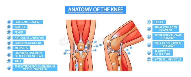 Vector Anatomy of the Knee Joint Infographic Poster Showcasing Structures Comprising the Knee ...