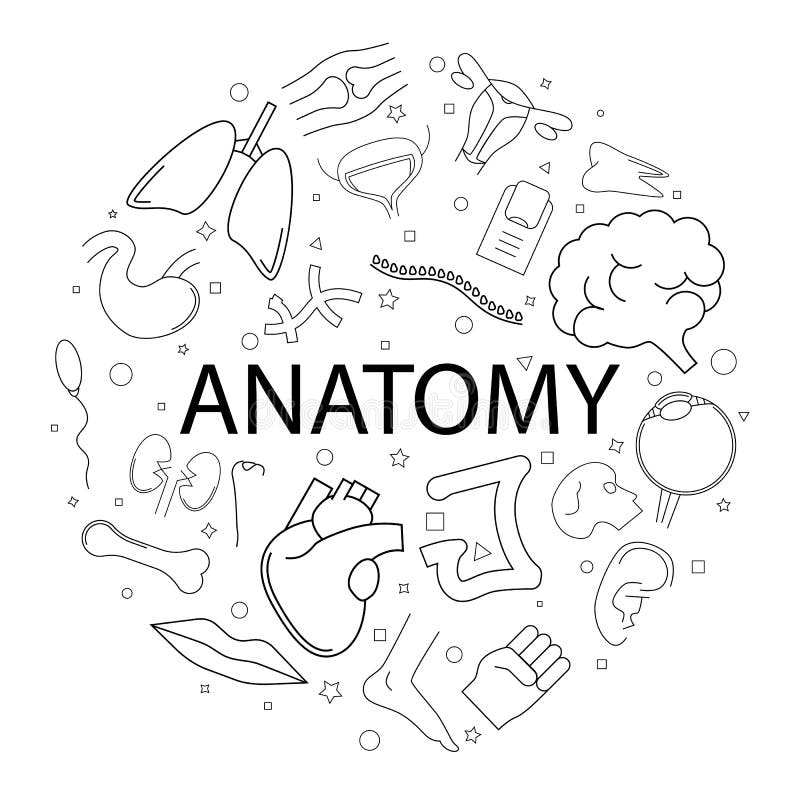 Vector Anatomy Pattern with Word. Anatomy Background Stock Vector ...