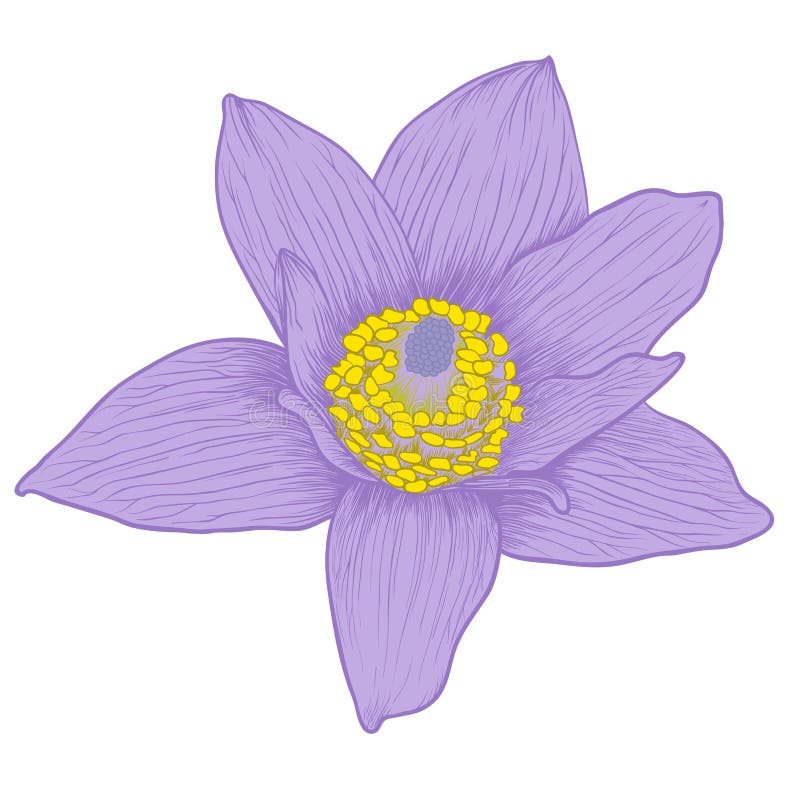 Adey Abeba Ethiopian Flower Stock Vector - Illustration of plant ...