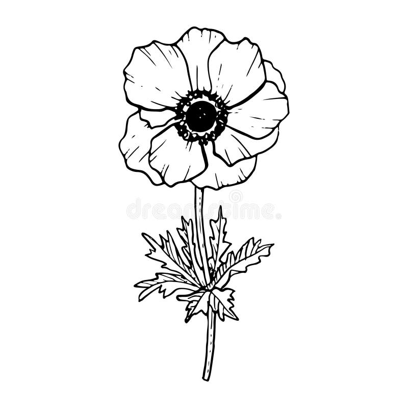 Vector Anemone with Stem and Leaves Black and White Line Illustration ...