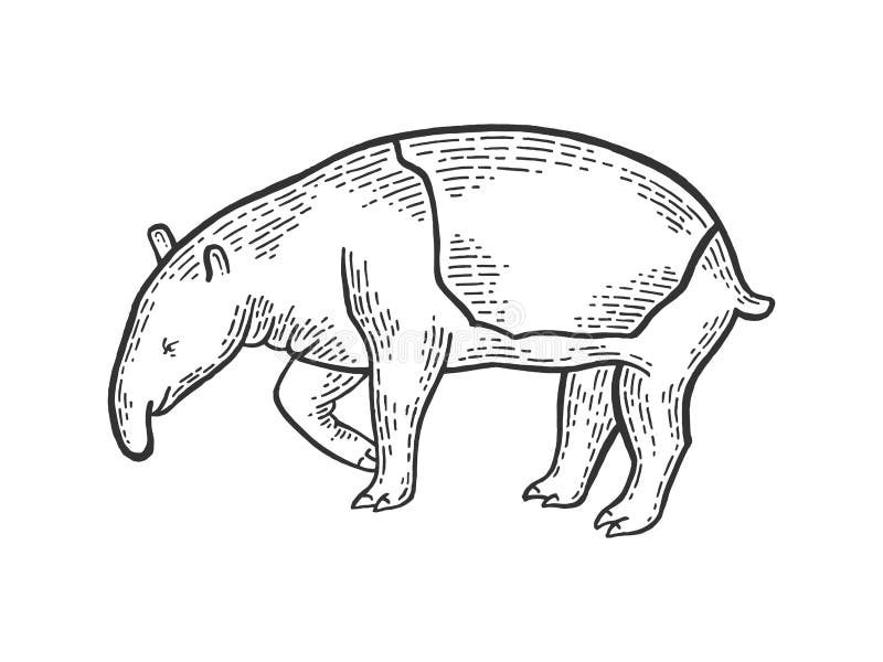 Ejemplo Dibujado Mano De La Acuarela Del Tapir Stock de ilustración ... Ejemplo Dibujado Mano De La Acuarela Del Tapir Stock de ilustración ...