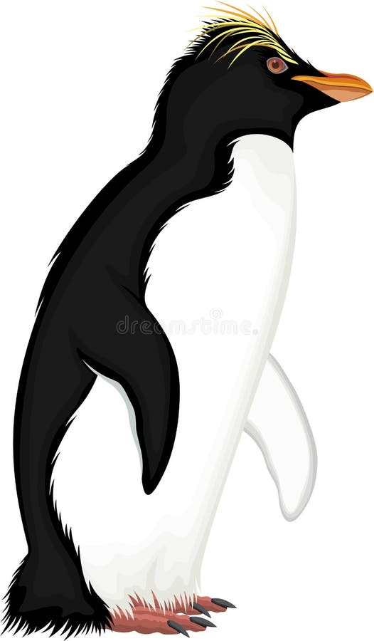 Macaroni Penguin Eudyptes Chrysolophus Stock Illustration ...