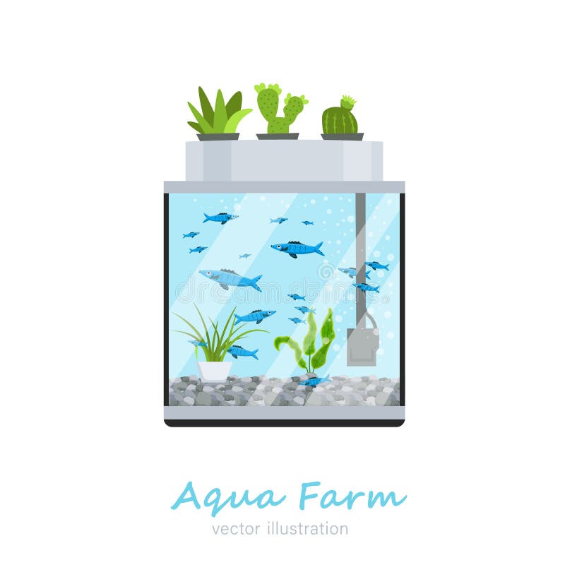 Aquarium Without Fish Clipart