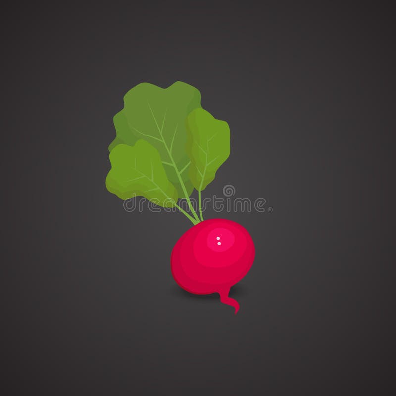 Radish Realistic Vector Icon. Stock Vector - Illustration of natural ...