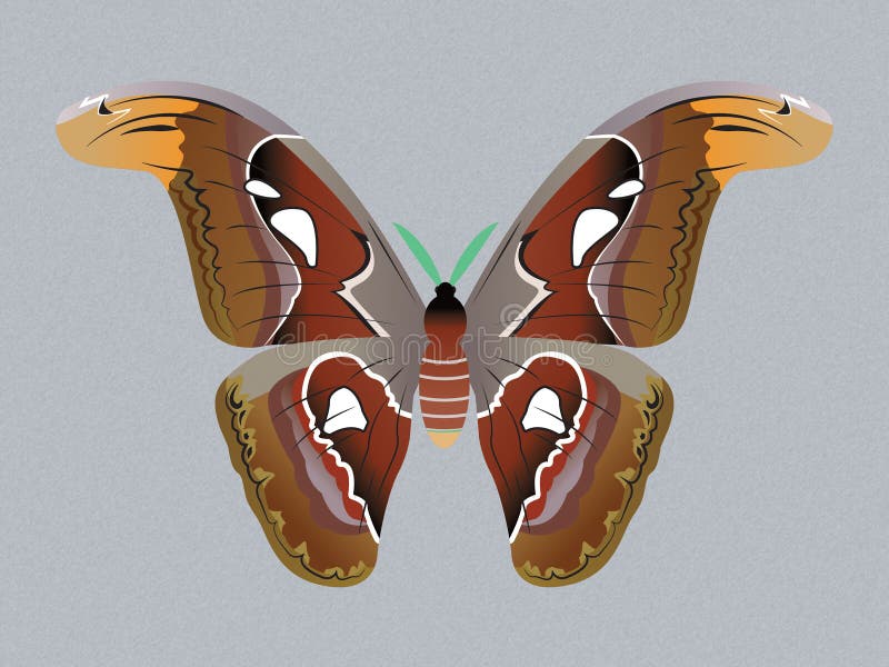 Atlas moth butterfly stock vector. Illustration of worldwide - 120177171