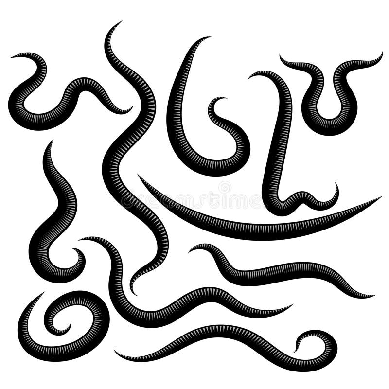 Vector Ascarid, Helminth, Pinworm, Threadworm. Set of Parasite Isolated ...