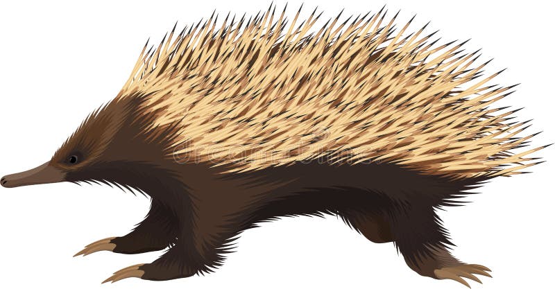 Echidna Illustration, Drawing, Engraving, Ink, Line Art, Vector Stock ...