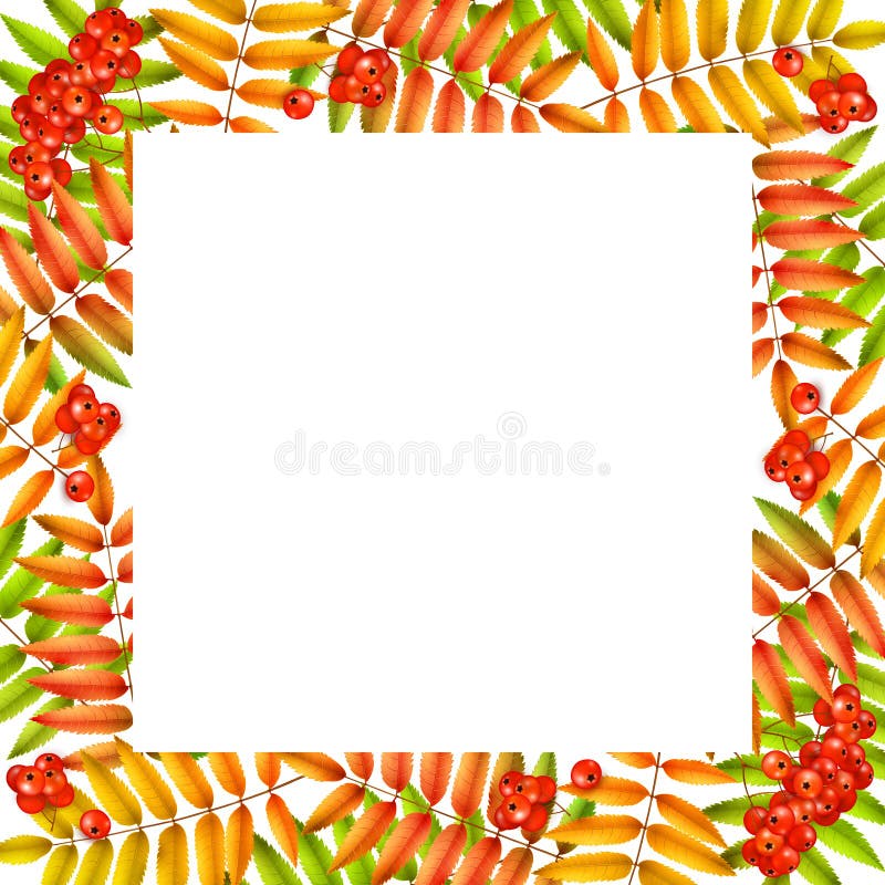 Vector Autumn Square Frame, Red Yellow Maple and Mountain Ash Leaves ...