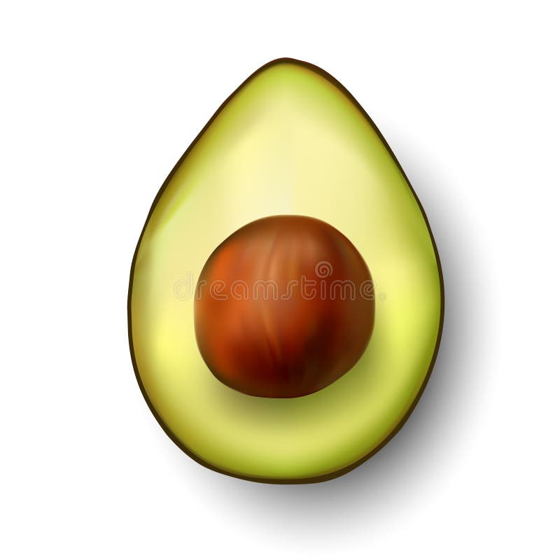 Vector Avocado Illustration Stock Vector - Illustration of organic ...